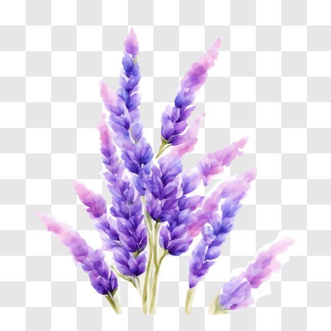 Download Watercolor Illustration of Lavender Flowers PNGs Online ...