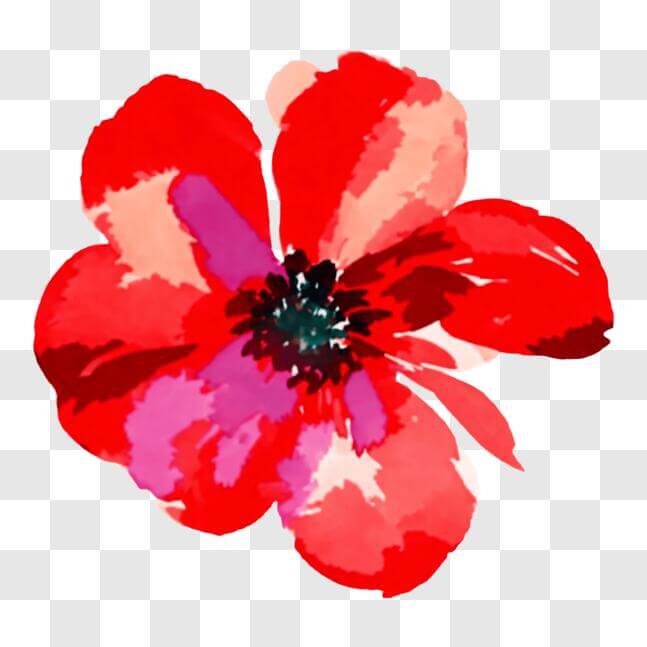 Download Red Watercolor Flower on Black Background PNGs Online ...