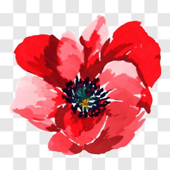 Download Abstract Red Poppy Flower Art PNGs Online - Creative Fabrica