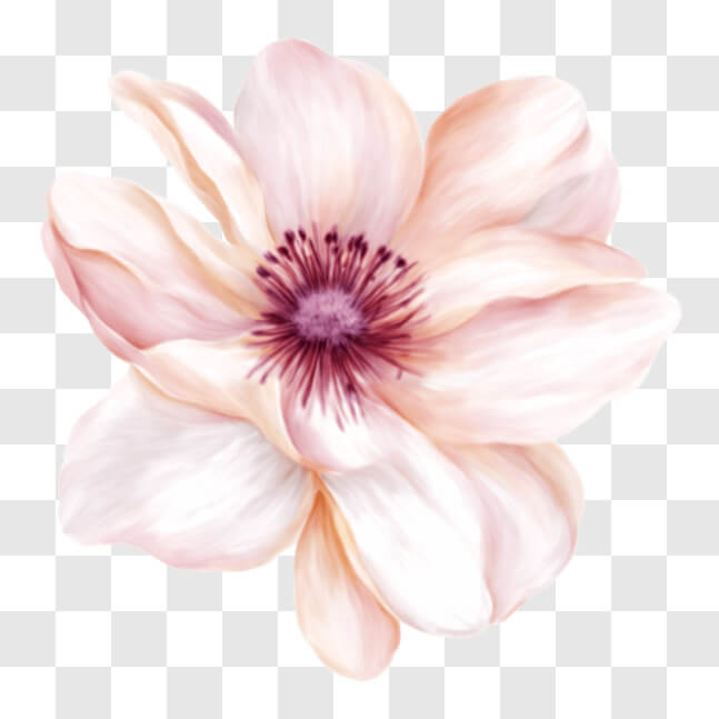 Download Abstract Pink Flower on Black Background PNGs Online ...