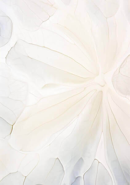 Download Close-up of Abstract White Flower Backgrounds Online ...