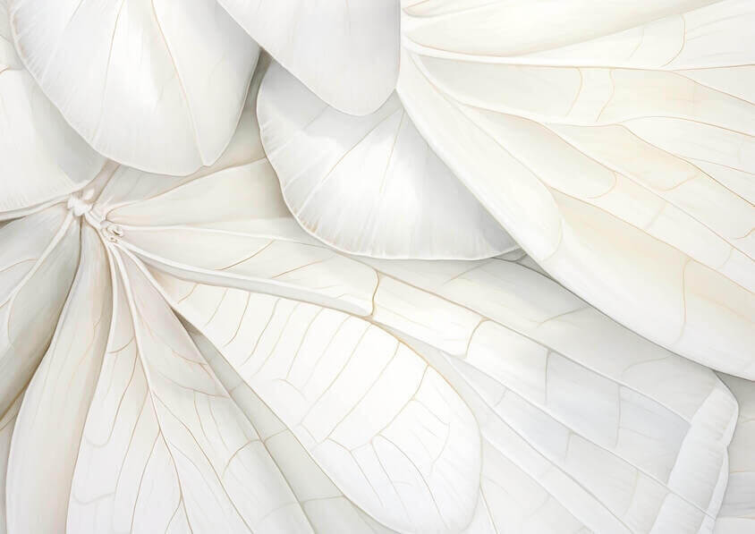 Download Close-up of White Butterfly Wings Backgrounds Online ...