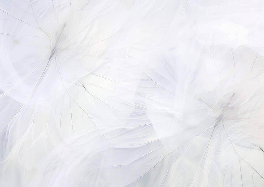 Download Floating White Flowers on White Background Backgrounds Online ...