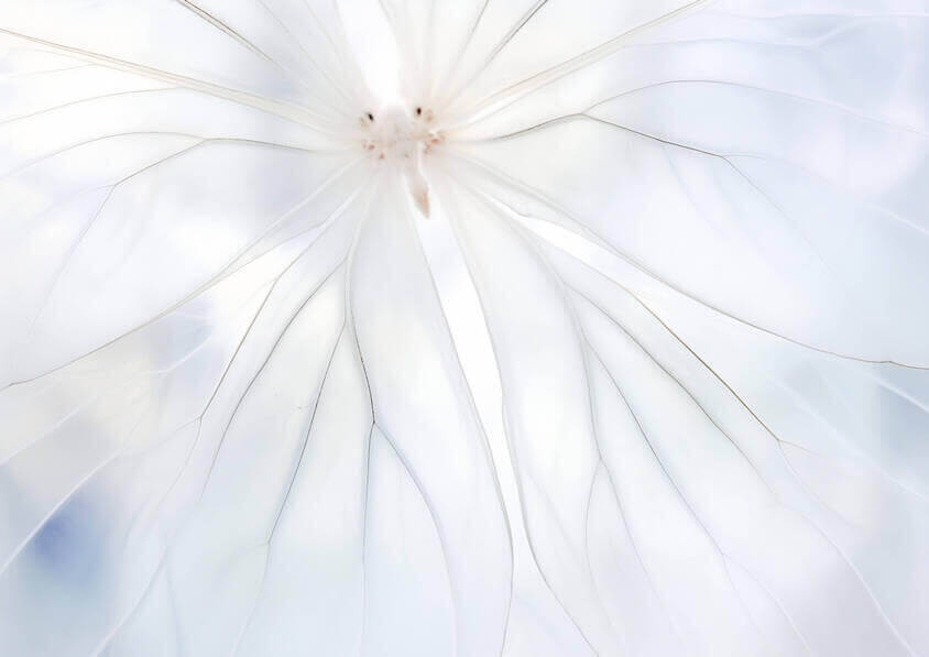 Download White Flower Floating in the Air Backgrounds Online - Creative ...