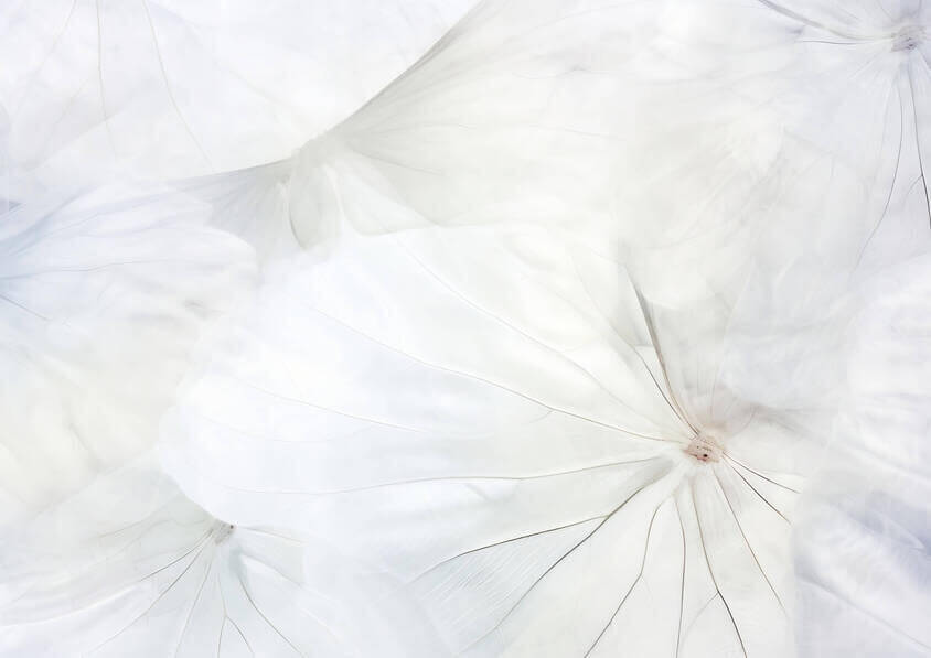 Download Beautiful White Flowers Floating in the Air Backgrounds Online ...