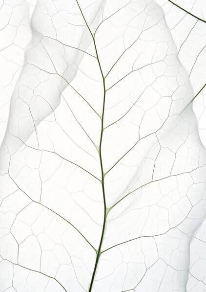 Download Close-up of an Unidentified White Leaf Backgrounds Online ...