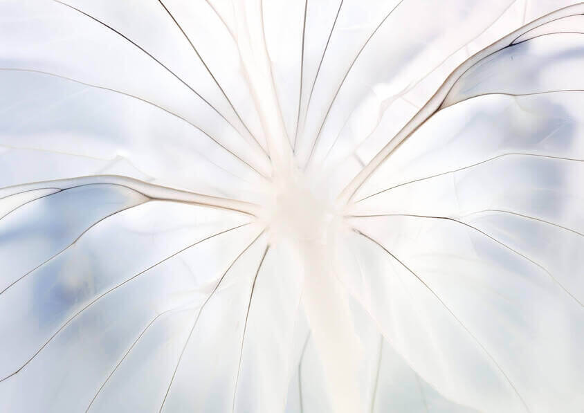 Download Abstract White Flower Close-Up Backgrounds Online - Creative ...