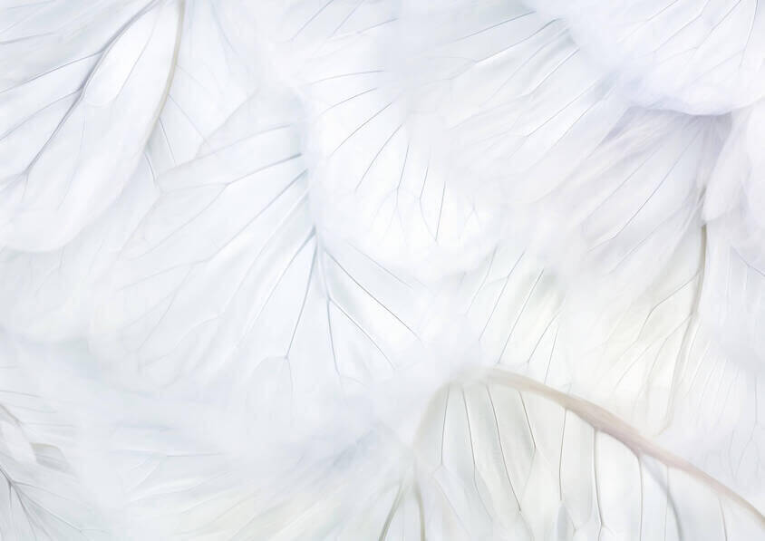 Download Close-up of White Feathers Floating in the Air Backgrounds ...