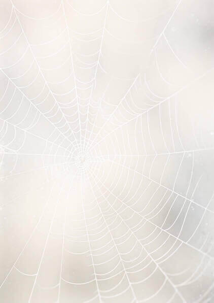 Download Abstract White Spider Web Background Backgrounds Online ...