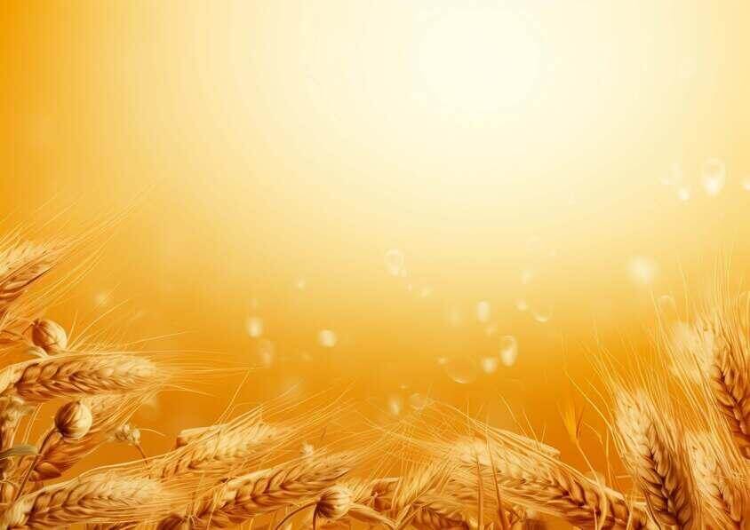 Download Beautiful Golden Wheat Field Bathed in Sunlight Backgrounds ...