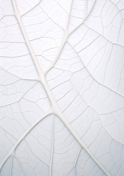 Download Close-Up of White Leaf Background Backgrounds Online ...