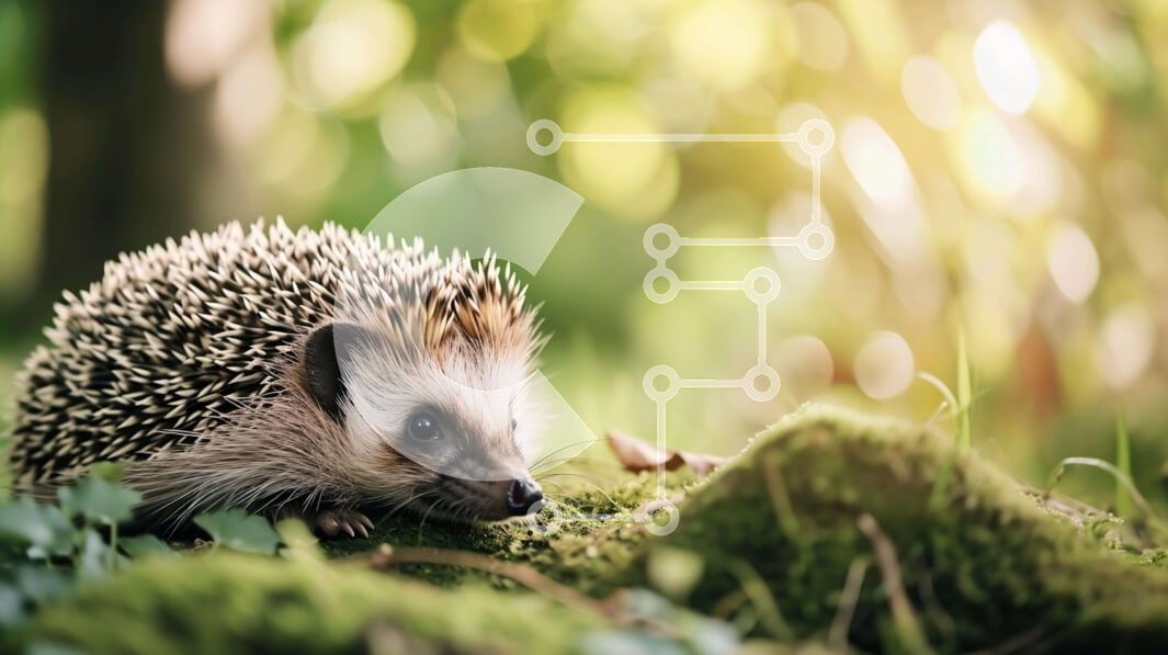 Hérisson adorable dans son habitat naturel photo stock | Creative Fabrica