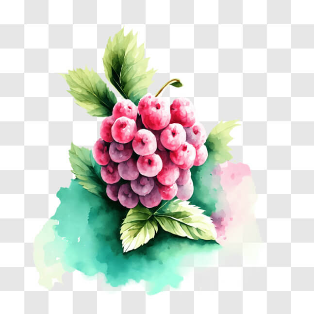 Download Watercolor Painting of Raspberries on a Black Background PNGs ...