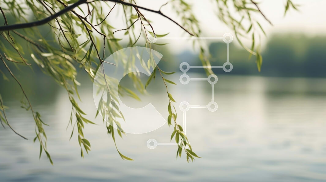 Download Willow Tree Branch with Green Leaves Hanging over Water ...