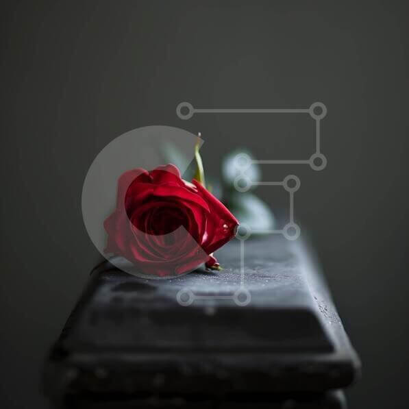 Single Red Rose on Gravestone stock photo | Creative Fabrica