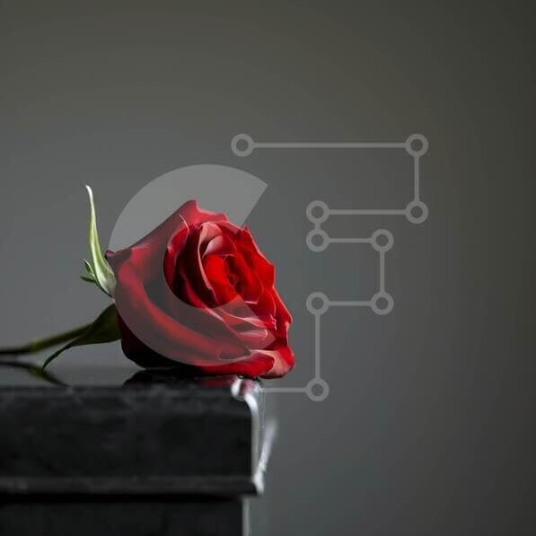 Red Rose on Empty Gravestone - Memorial and Remembrance stock photo ...
