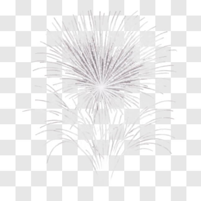 Download White Flower with Fireworks in the Background PNGs Online ...