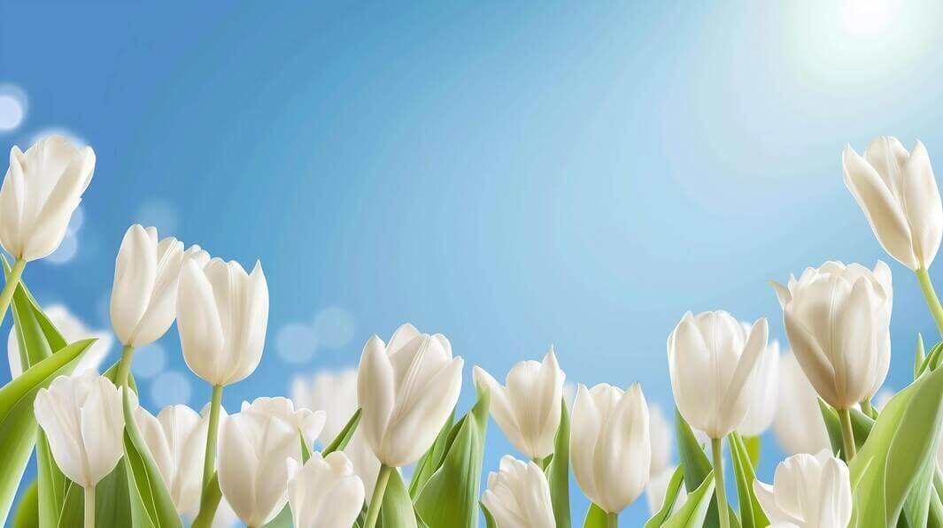 Download White Tulips in Bloom with Bright Sunshine Background ...