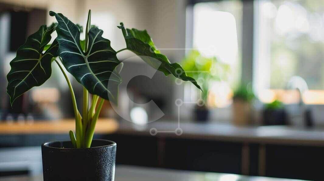 Fresh and Healthy Potted Plant in Kitchen stock photo | Creative Fabrica