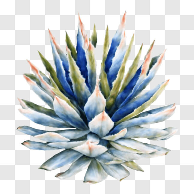 Download Agave Plant with Blue and Green Leaves on Black Background ...