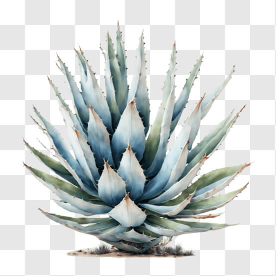 Blue Agave Plant PNG - Download Free & Premium Transparent Blue Agave ...