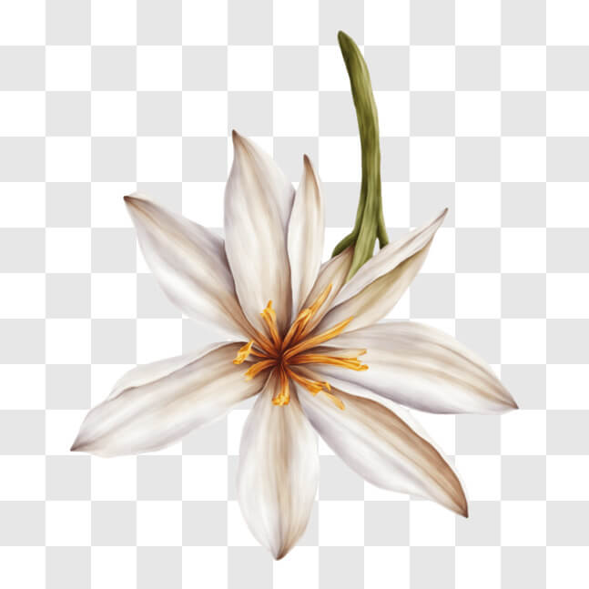 Descarga Flor Blanca Individual sobre Fondo Negro PNGs En Línea ...