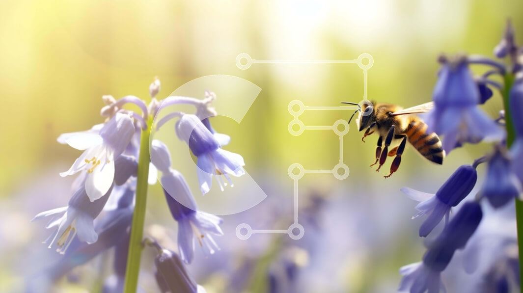 Bee Pollination in Spring: Bluebells and Honeybees stock photo ...