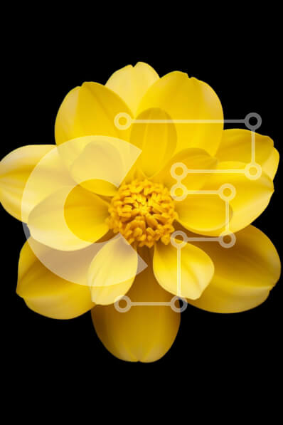 Download Single Yellow Flower on Black Background Stockphotos Online ...