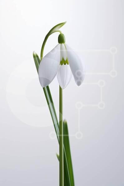 Close-up of a Blooming Snowdrop Flower stock photo | Creative Fabrica