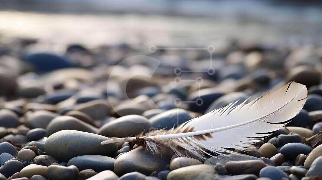 White Feather Resting on Natural Rocks and Pebbles stock photo ...