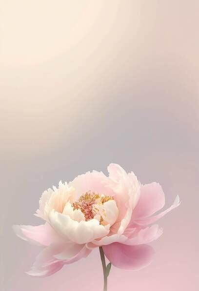 Download Single Pink Flower on Abstract Background Backgrounds Online ...