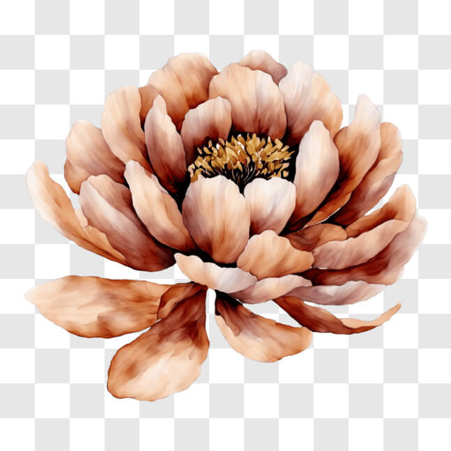 Download Peach-Colored Flower in Bloom Against a Black Background PNGs ...