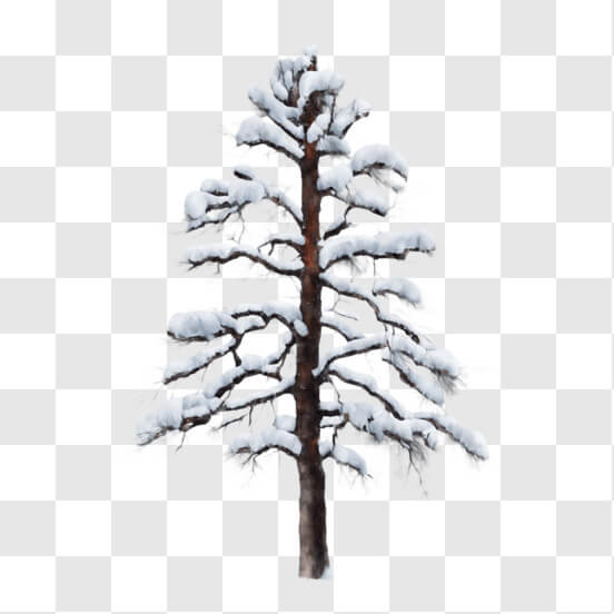 Snowy Tree PNG - Download Free & Premium Transparent Snowy Tree PNG ...