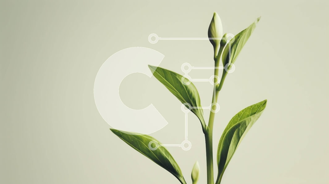 Download Single Plant in Vase with Green Leaves Stockphotos Online ...