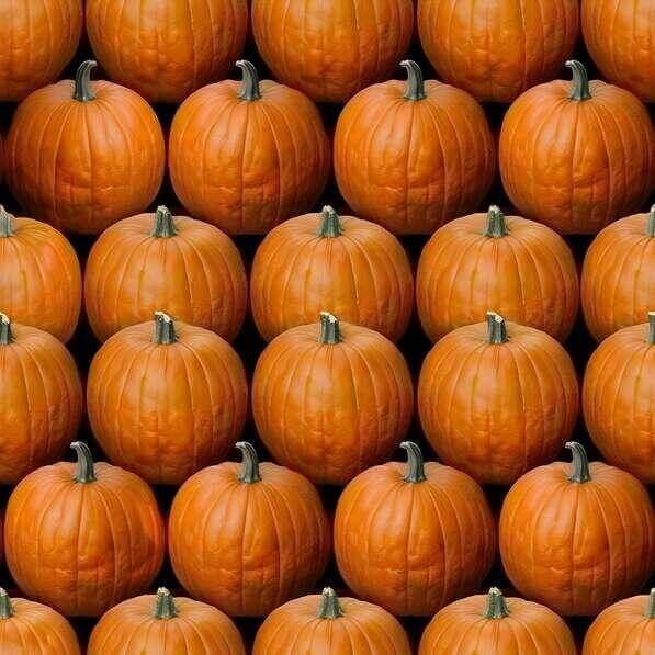 Download Variety of Pumpkins for Halloween and Pumpkin Patch ...