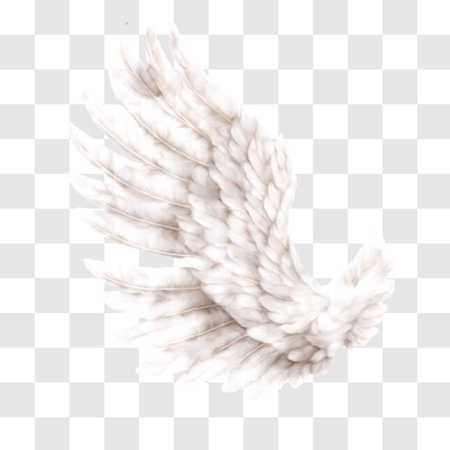 Angel Wing PNG - Download Free & Premium Transparent Angel Wing PNG ...