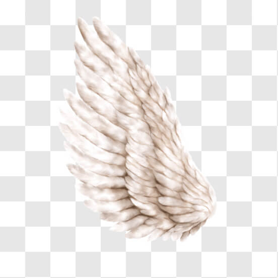 Angel Wing PNG - Download Free & Premium Transparent Angel Wing PNG ...