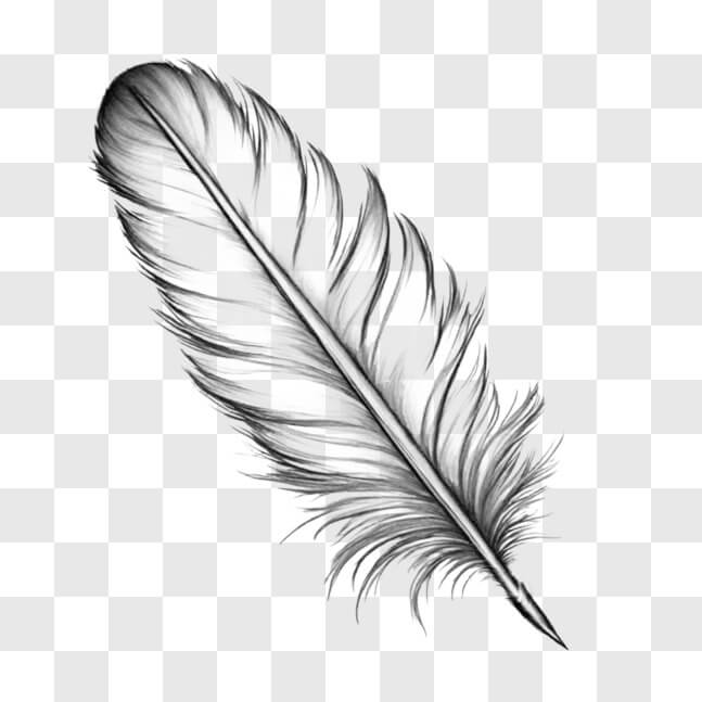 Download Black and White Eagle Feather Drawing Sketches Online ...