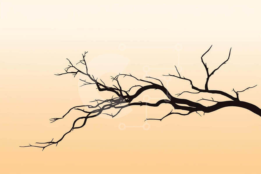 Silhouette of a Leafless Tree Branch stock photo | Creative Fabrica