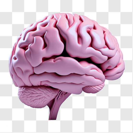 Cerebro Humano Png Download Colorful 3D Human Brain Illustration PNGs