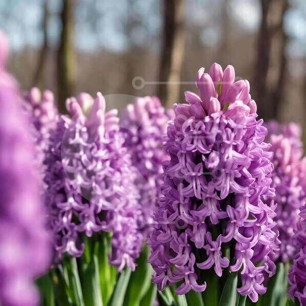 Beautiful Purple Hyacinth Flowers in a Forest stock photo | Creative ...