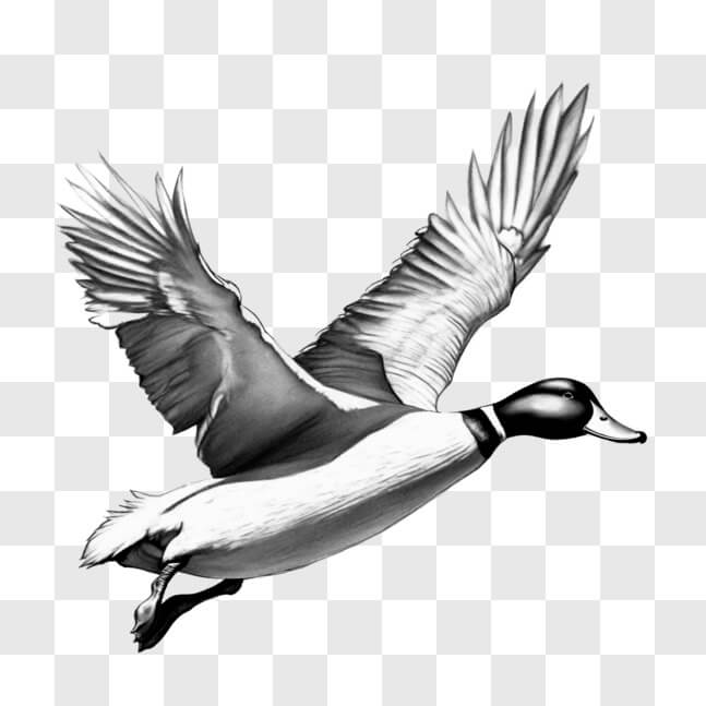 Download Duck Flying in the Air with Spread Wings Sketches Online ...