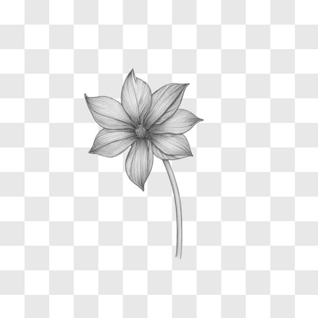 Download Black and White Drawing of a Single Flower with Visible Stem ...
