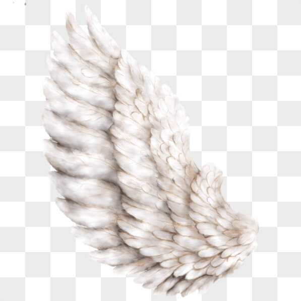 Download White Angel Wing Ornament on Black Background PNGs Online ...