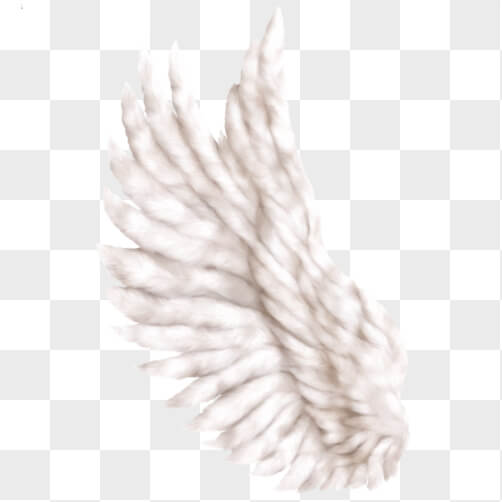 Angel Wing PNG - Download Free & Premium Transparent Angel Wing PNG ...
