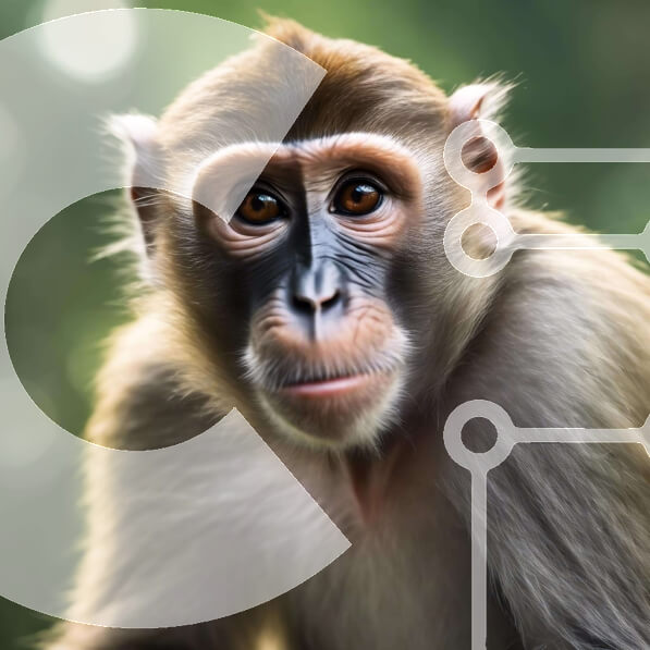 Close-up of Curious Monkey Staring at the Camera stock photo | Creative ...