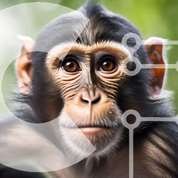 Curious Adult Chimpanzee Close-up stock photo | Creative Fabrica