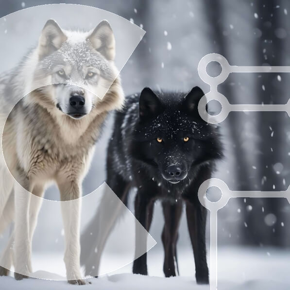 Two Wolves Facing Each Other in the Snow stock photo | Creative Fabrica