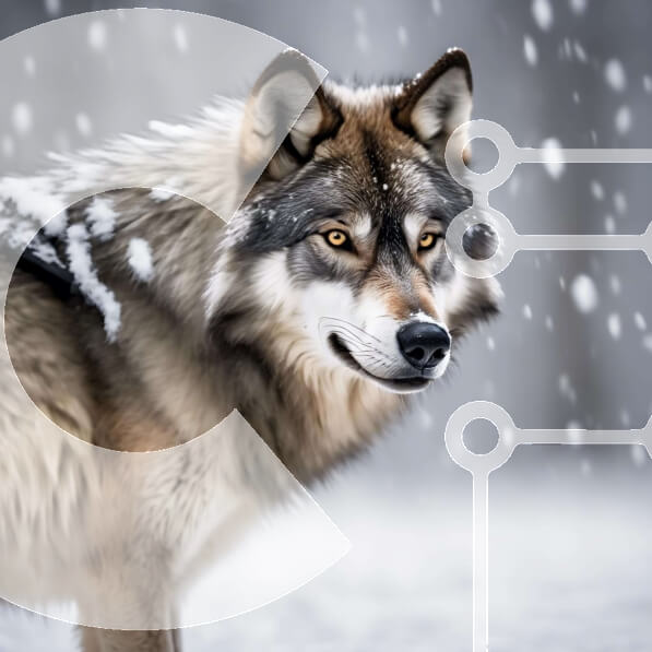 Majestic Gray Wolf in Snow stock photo | Creative Fabrica