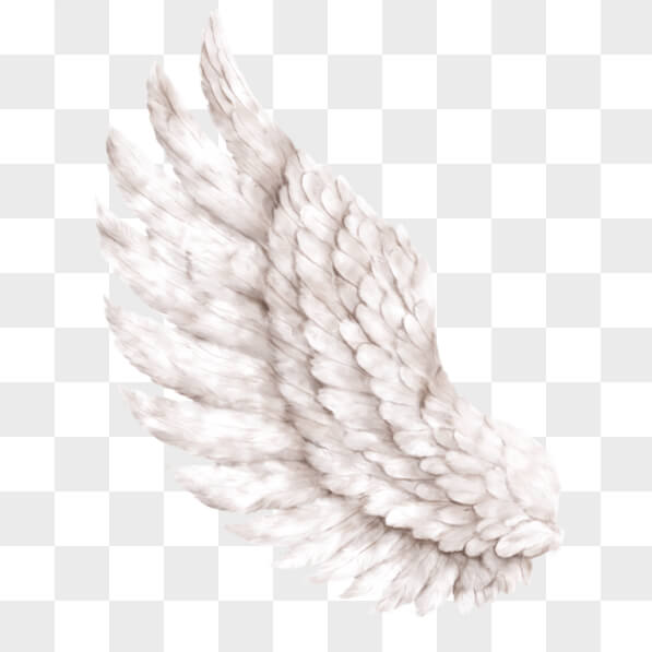 Ala Del Ángel PNG - Descarga Imágenes Ala Del Ángel PNG Transparentes ...